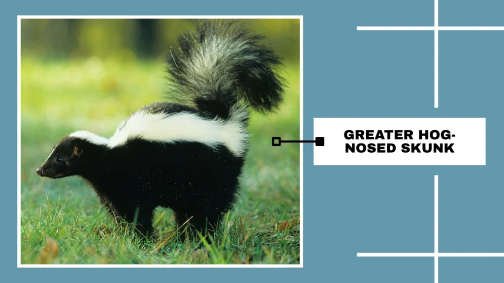 13 Types of Skunks: Species Identification with Pictures