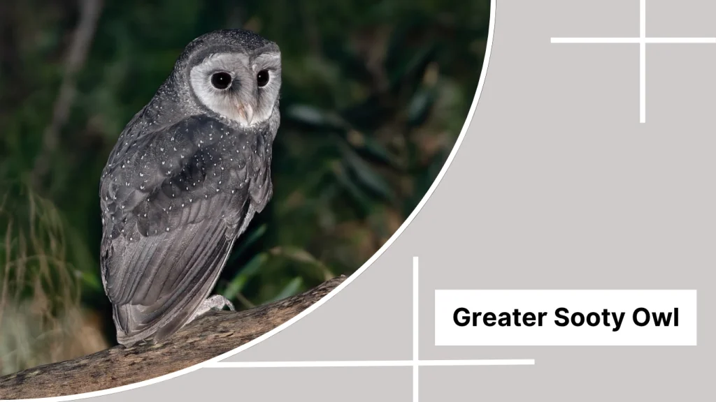 40 Types of Owl : Species Identification With Pictures
