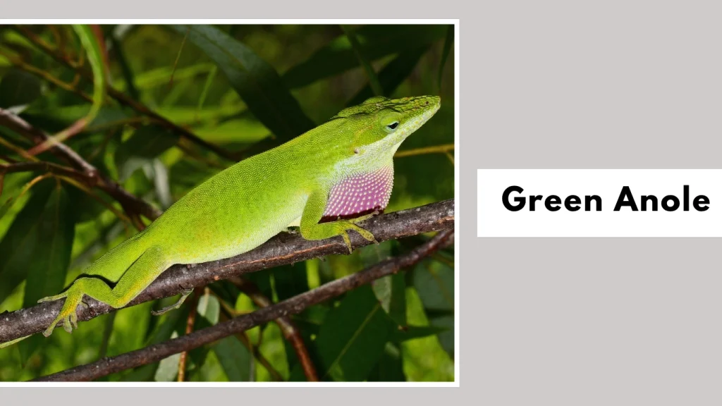 31 common types of lizards: Identification with Pictures