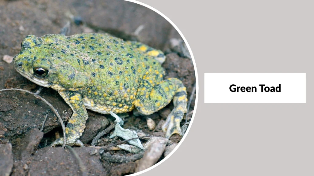 25 Types of Toad: Species Identification with Pictures
