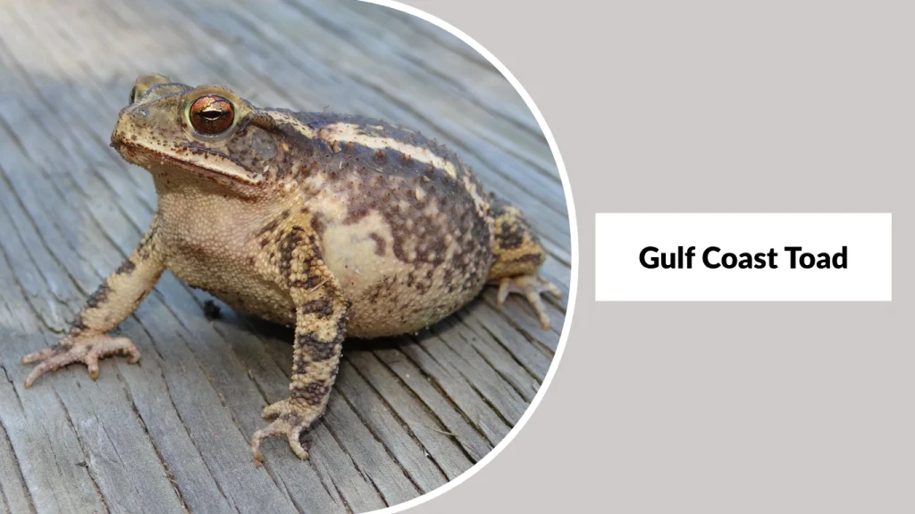 25 Types of Toad: Species Identification with Pictures
