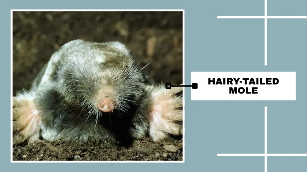 15 Types of Moles: Identification With Pictures