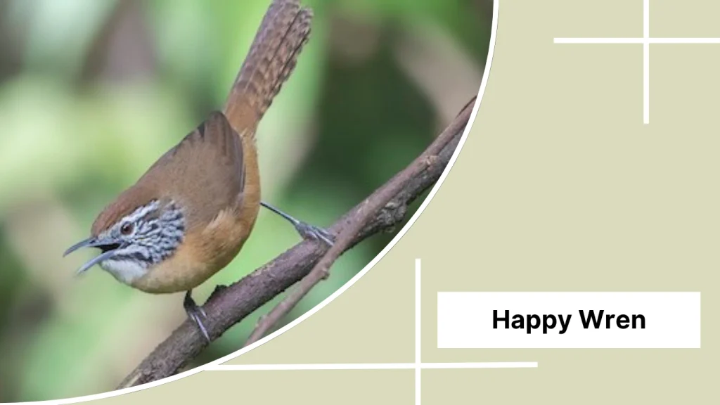 20 Types of Wrens: Identification by Tail, Voice & Habitat