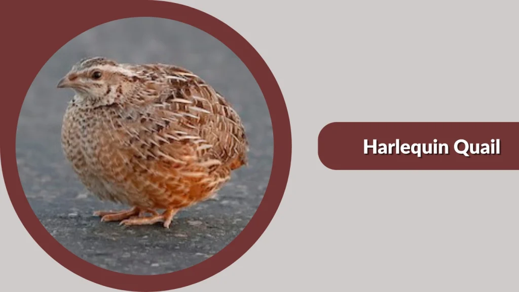 20 Common Quail Species: types Identification with Pictures