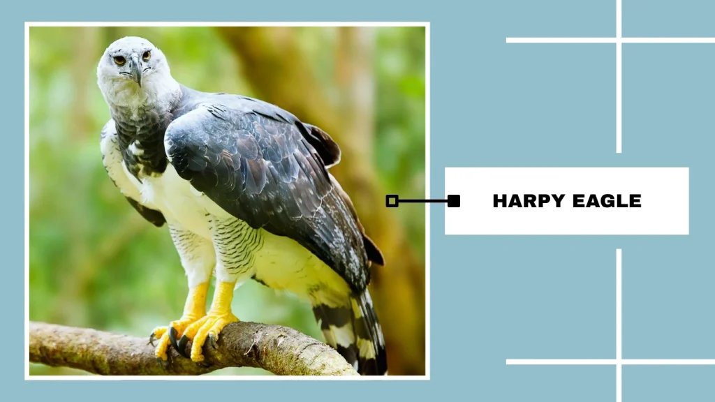 25 Types of Eagle : Species Identification with Pictures