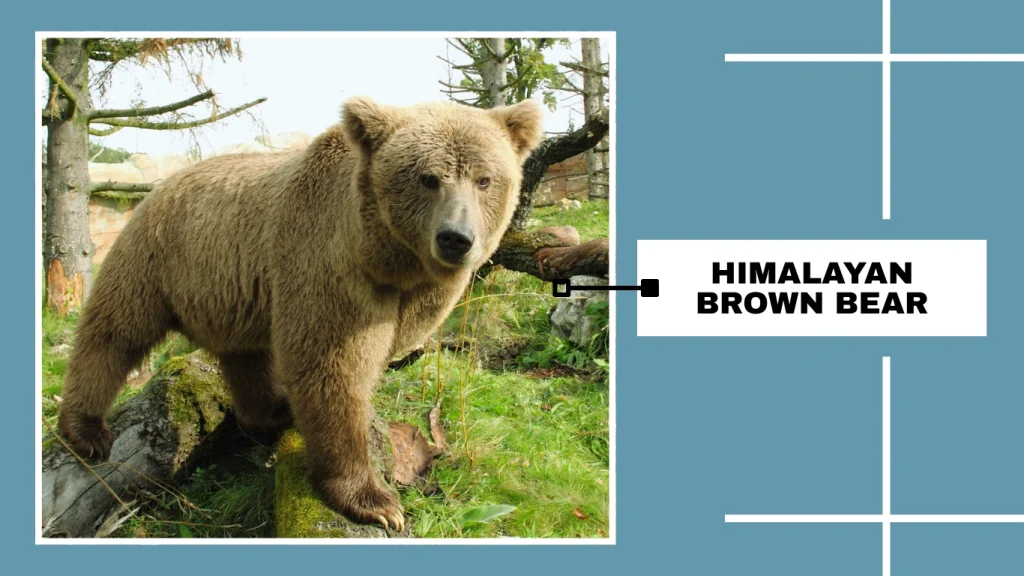 17 Types of Bears: Identification With Pictures