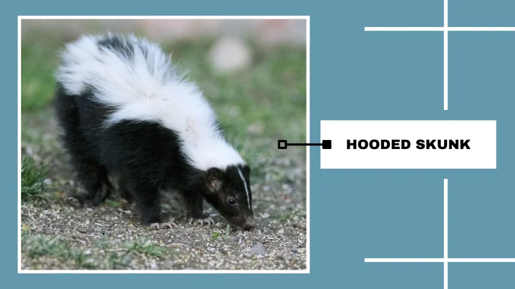 13 Types of Skunks: Species Identification with Pictures