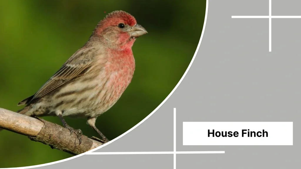 30 Types of Finch: Species Identification with Pictures