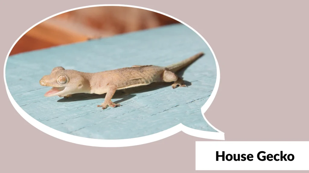 25 Common types of gecko: Identification with Pictures