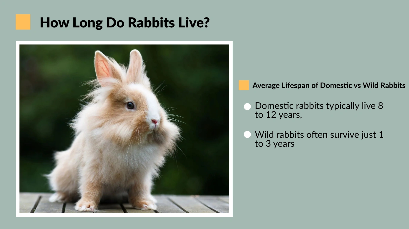 How Long Do Rabbits Live? Lifespan Variation by Species