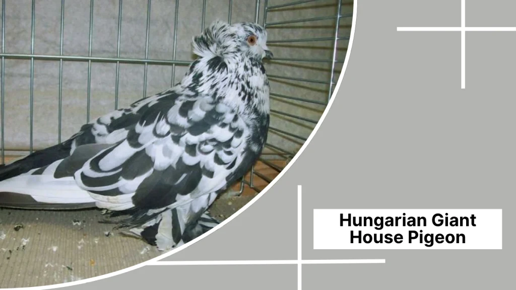 40 Amazing Types of Pigeons: Identification with Pictures