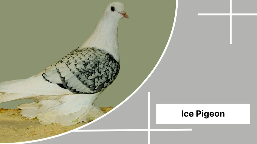 40 Amazing Types of Pigeons: Identification with Pictures