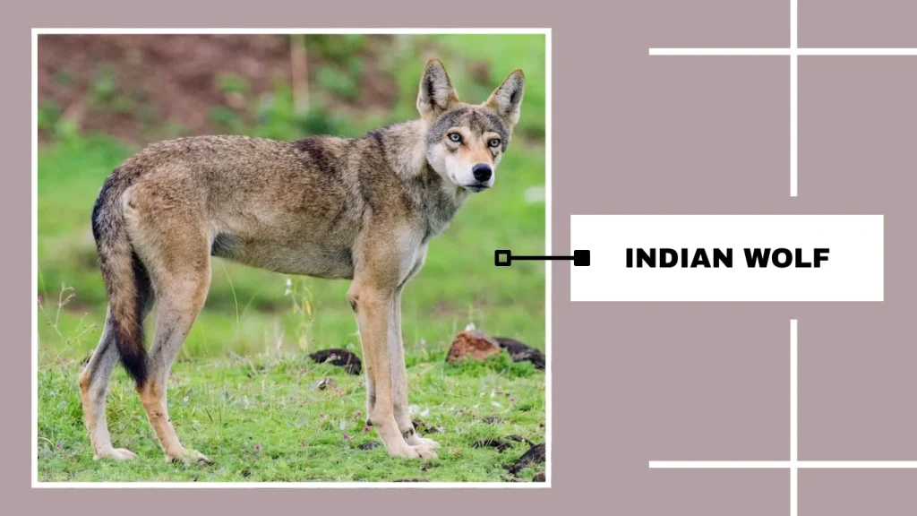 25 Types of Wolves: Species Identification with Pictures