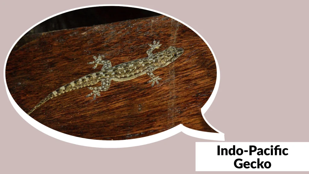 25 Common types of gecko: Identification with Pictures