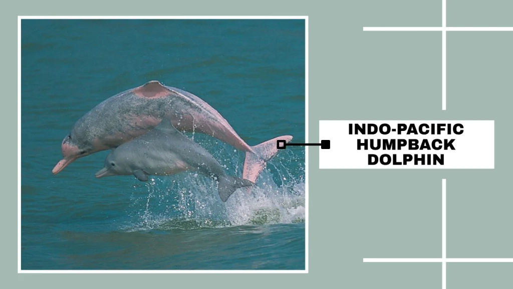 15 Types of Dolphins: Identification With Pictures