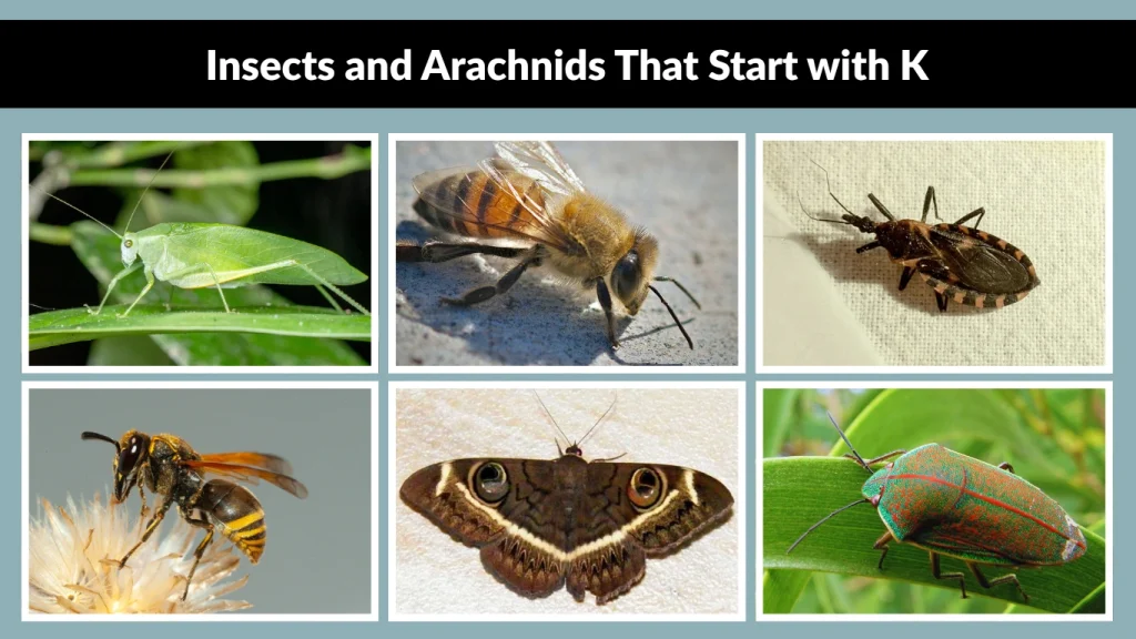 60 Common Animals That Start with K: Identification with Pictures