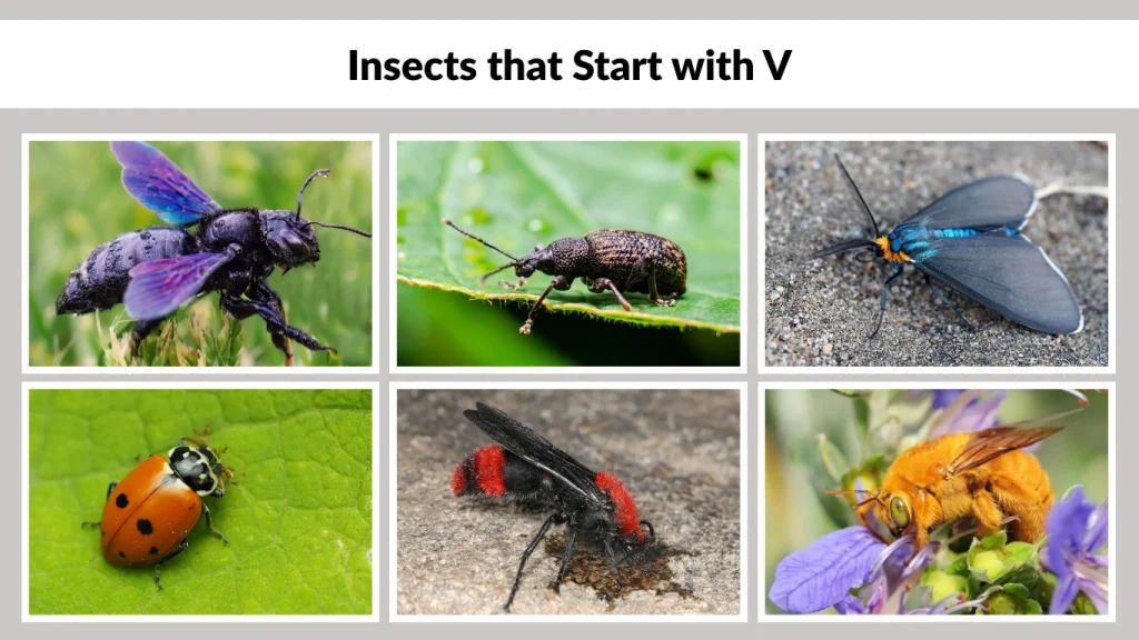 60 Common Animals That Start with V: Identification with Pictures