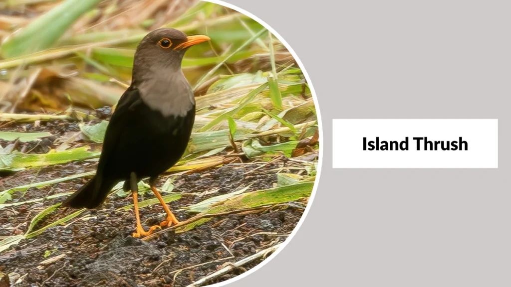 25 Common Thrush Species: Identificaton with Pictures