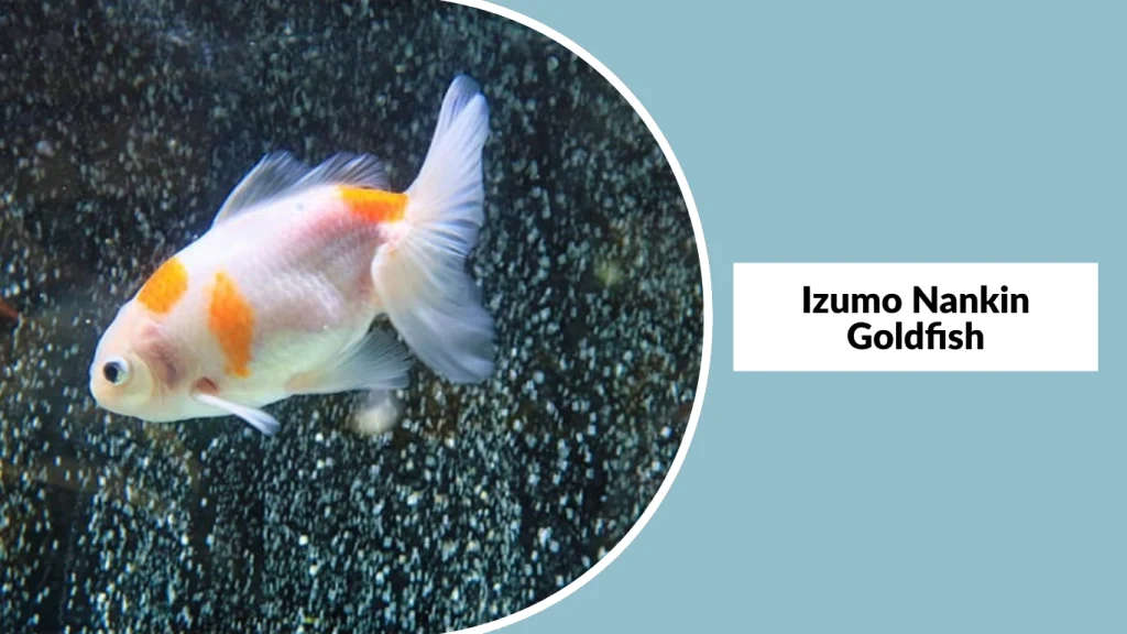 27 type of Goldfish: Identification with Pictures