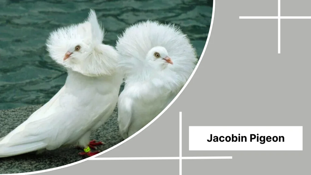 40 Amazing Types of Pigeons: Identification with Pictures