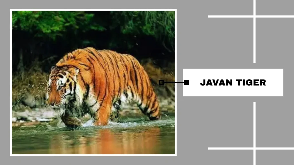 9 Common Types of Tigers: Species Identification with Pictures
