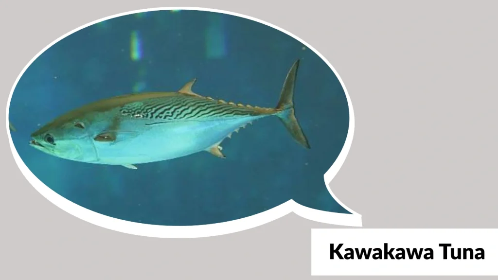 25 types of Tuna: Identification with Pictures