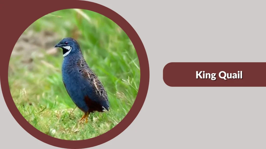 20 Common Quail Species: types Identification with Pictures