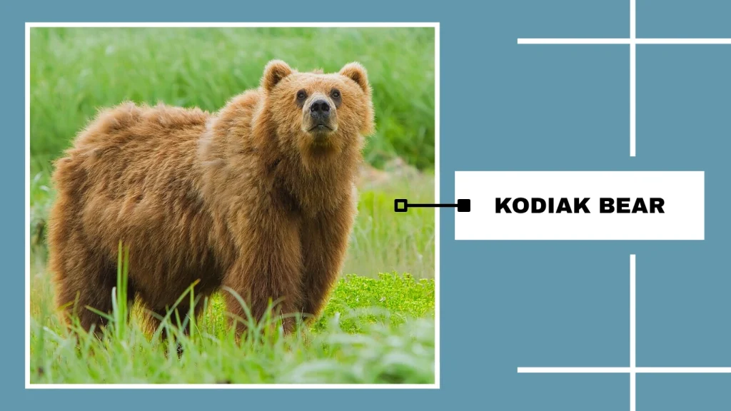 17 Types of Bears: Identification With Pictures