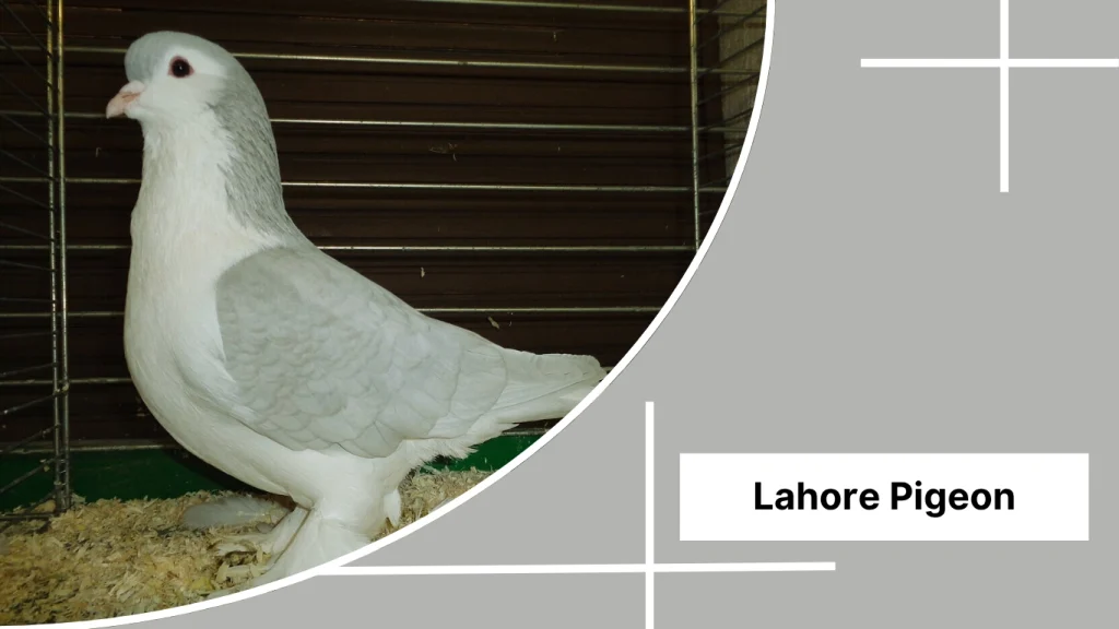 40 Amazing Types of Pigeons: Identification with Pictures