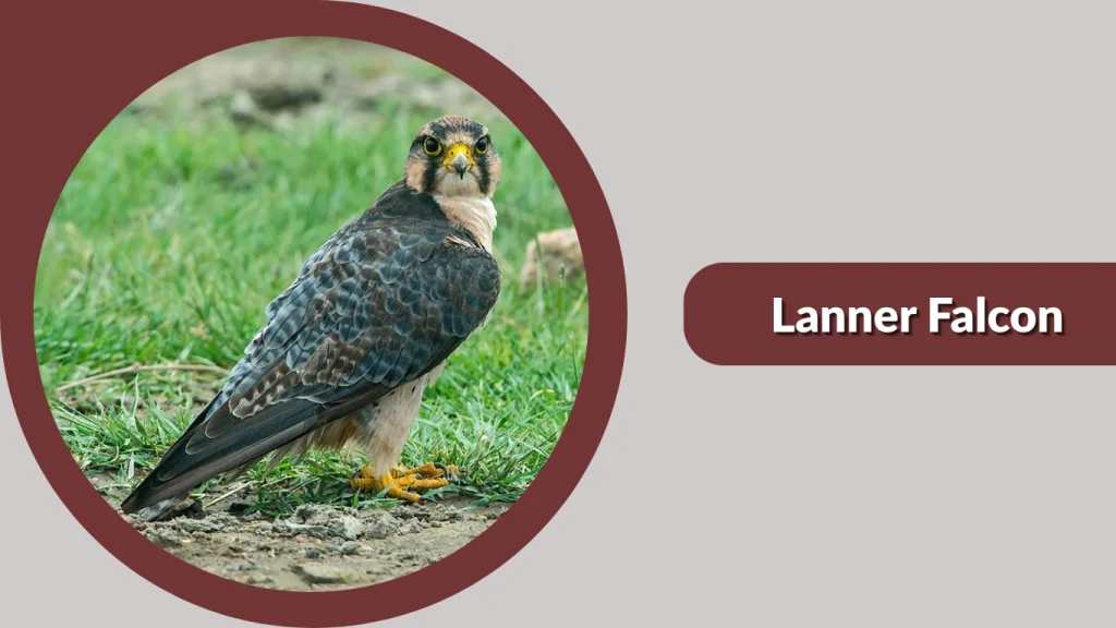 20 Types of Falcons: Identification by Speed, Markings & Region
