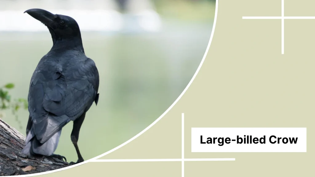 20 Types of Crows: Identification by Beak, Sound & Region