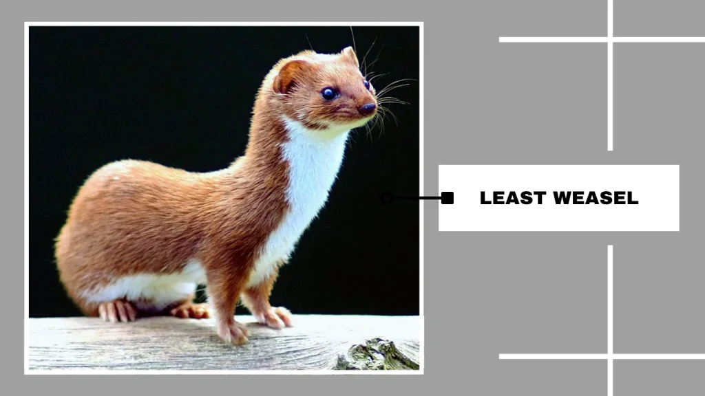 17 Types of Weasels: Species Identification with Pictures