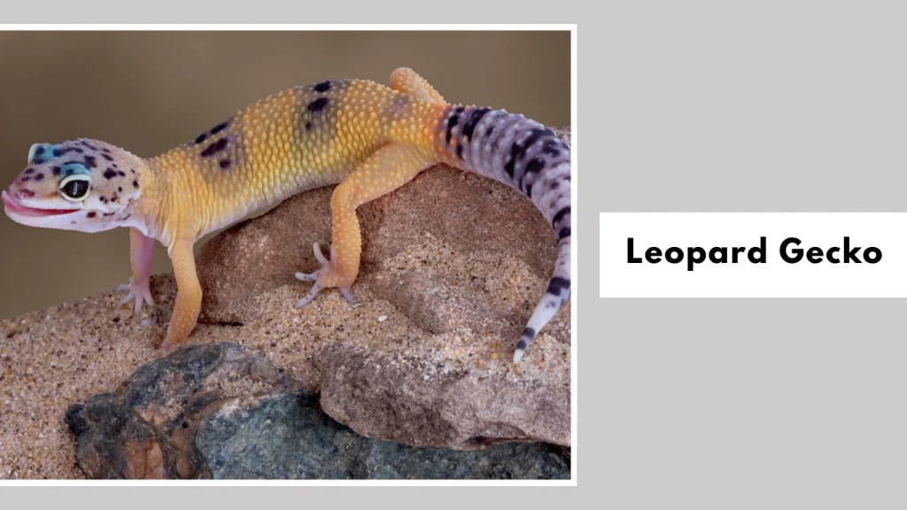 31 common types of lizards: Identification with Pictures