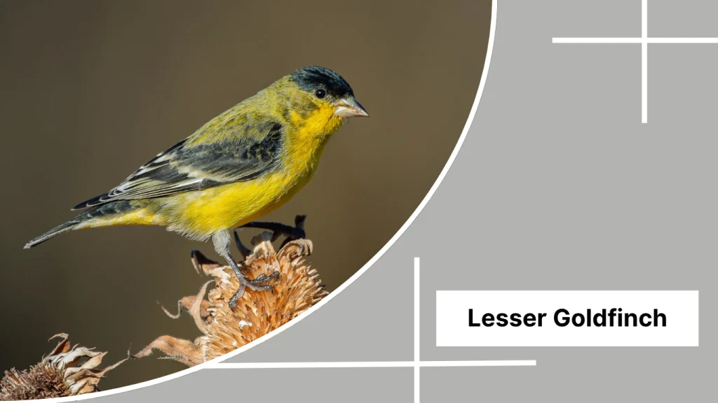 30 Types of Finch: Species Identification with Pictures