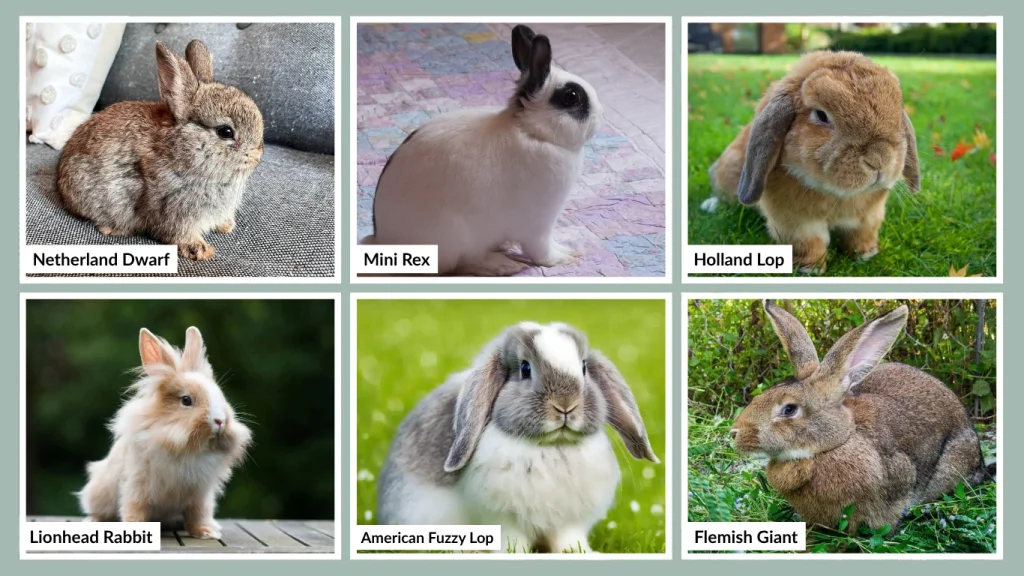 How Long Do Rabbits Live? Lifespan Variation by Species