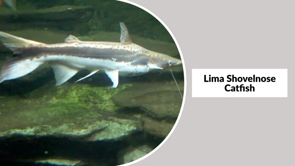 25 type of Catfish: Identification with Pictures