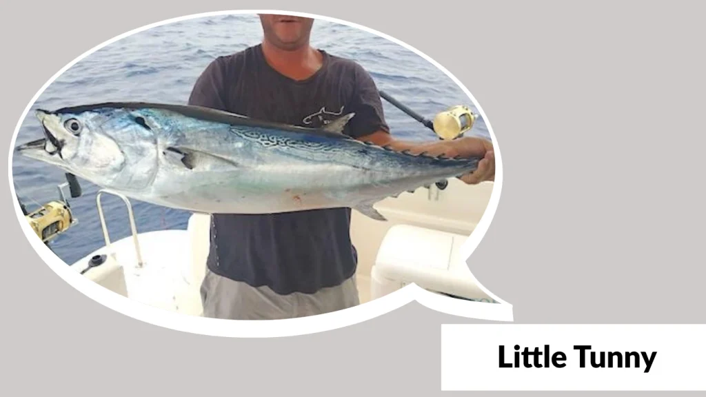 25 types of Tuna: Identification with Pictures