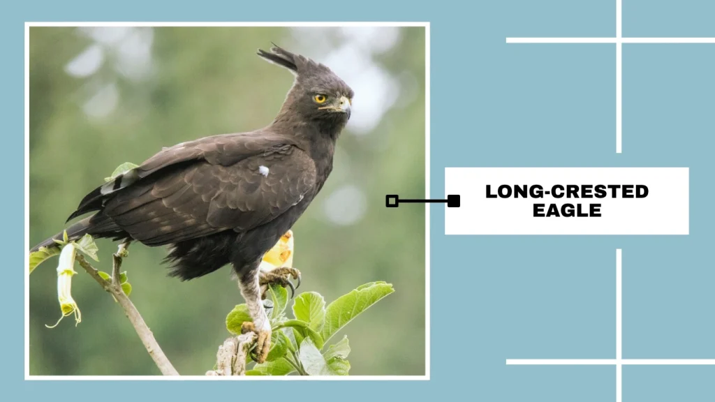 25 Types of Eagle : Species Identification with Pictures