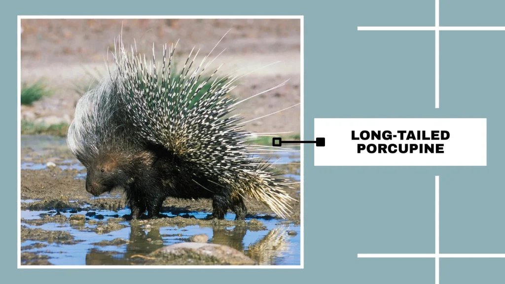 25 Types of Porcupines: Species Identification with Pictures