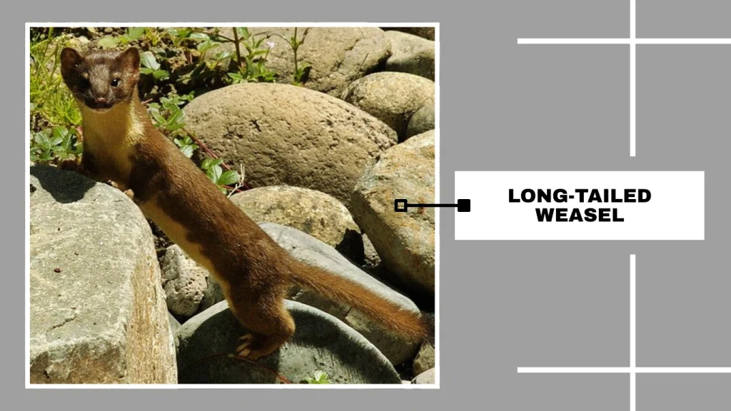 17 Types of Weasels: Species Identification with Pictures
