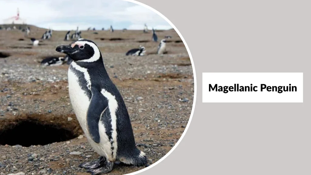 25 Types of Penguins: Species & Subspecies Identification