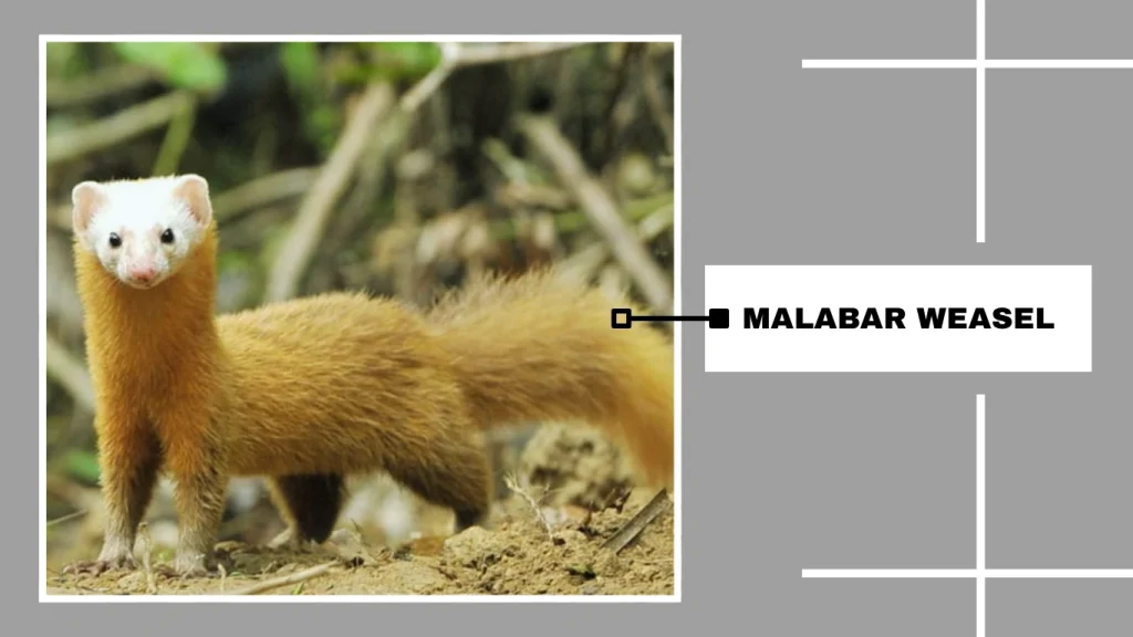 17 Types of Weasels: Species Identification with Pictures