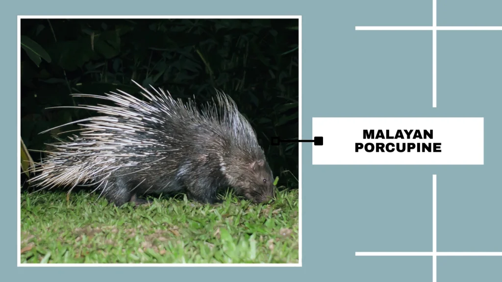 25 Types of Porcupines: Species Identification with Pictures