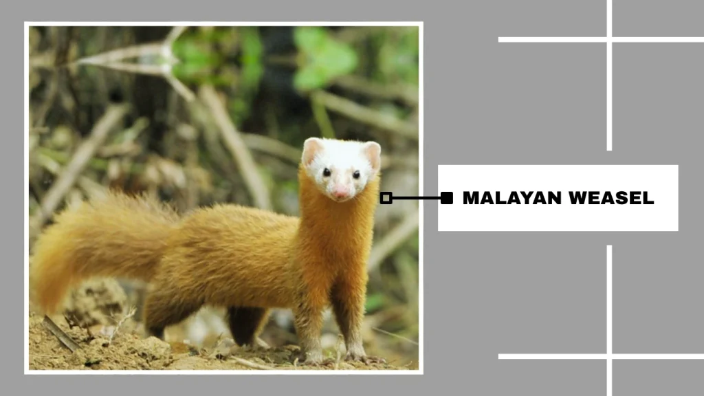 17 Types of Weasels: Species Identification with Pictures