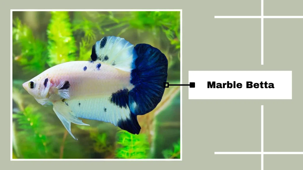 25 types of Betta fish: identification with pictures