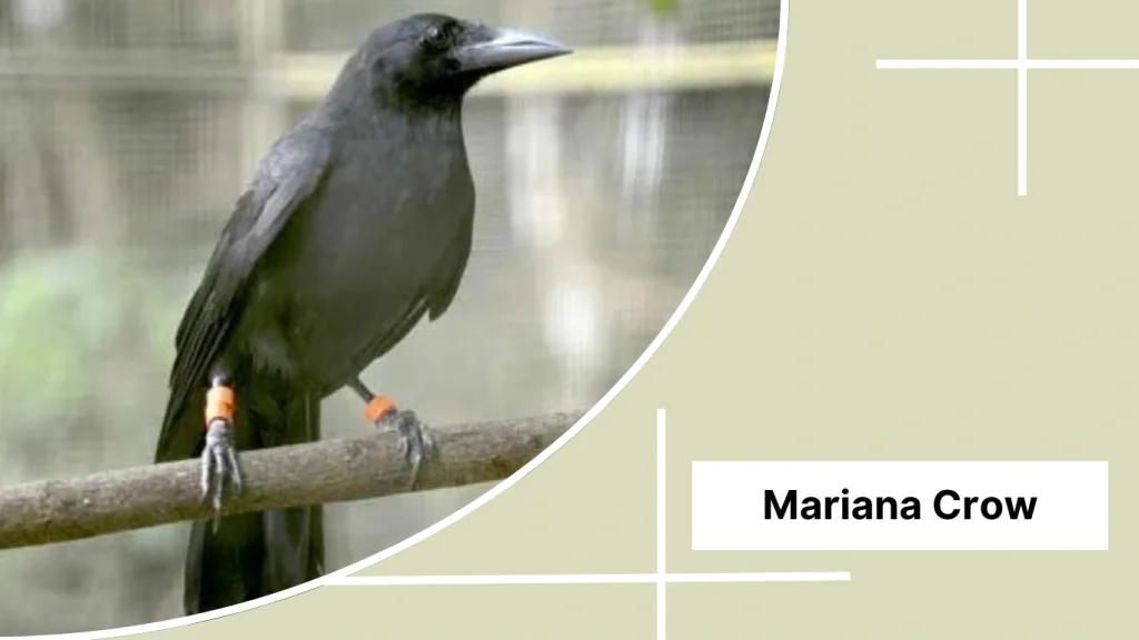 20 Types of Crows: Identification by Beak, Sound & Region