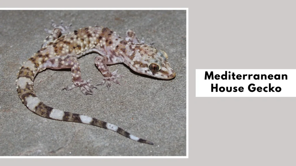 31 common types of lizards: Identification with Pictures