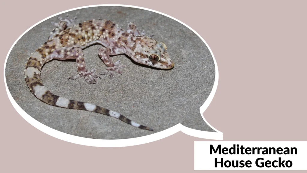 25 Common types of gecko: Identification with Pictures