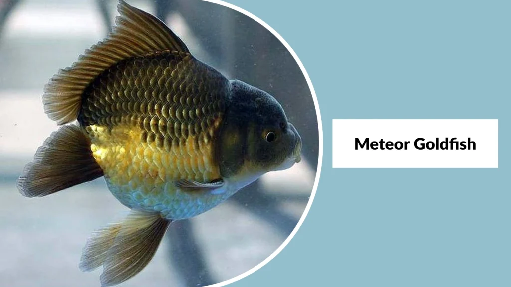 27 type of Goldfish: Identification with Pictures