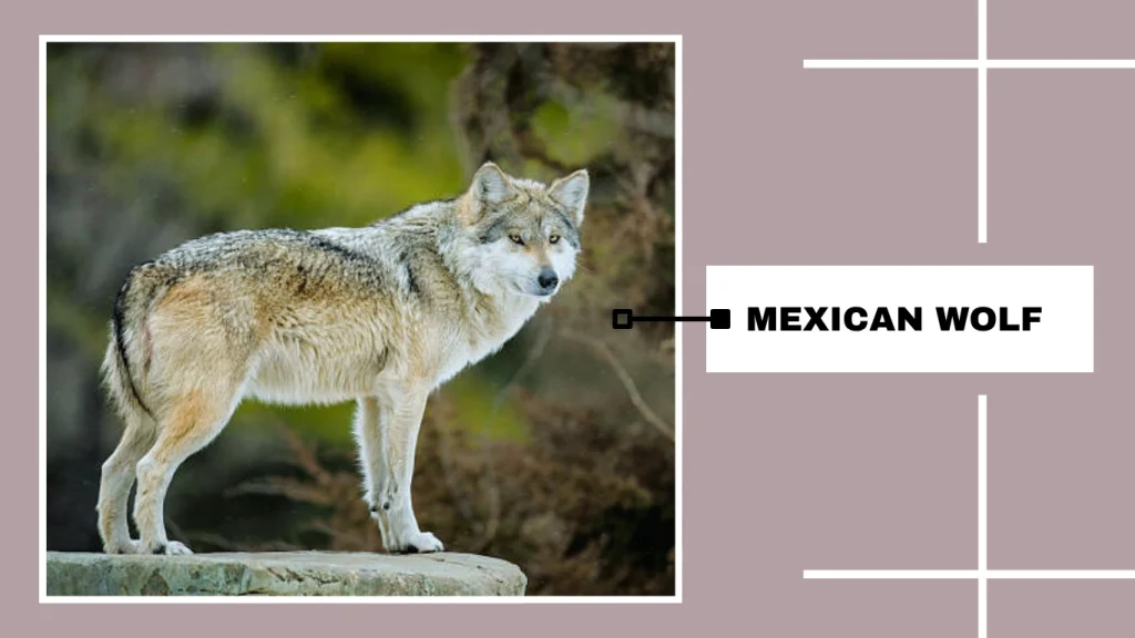 25 Types of Wolves: Species Identification with Pictures